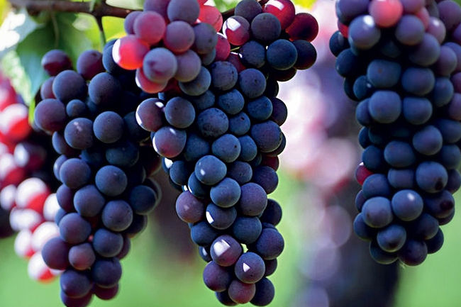 Types of grapes - Página web de piscoflagshipofperu