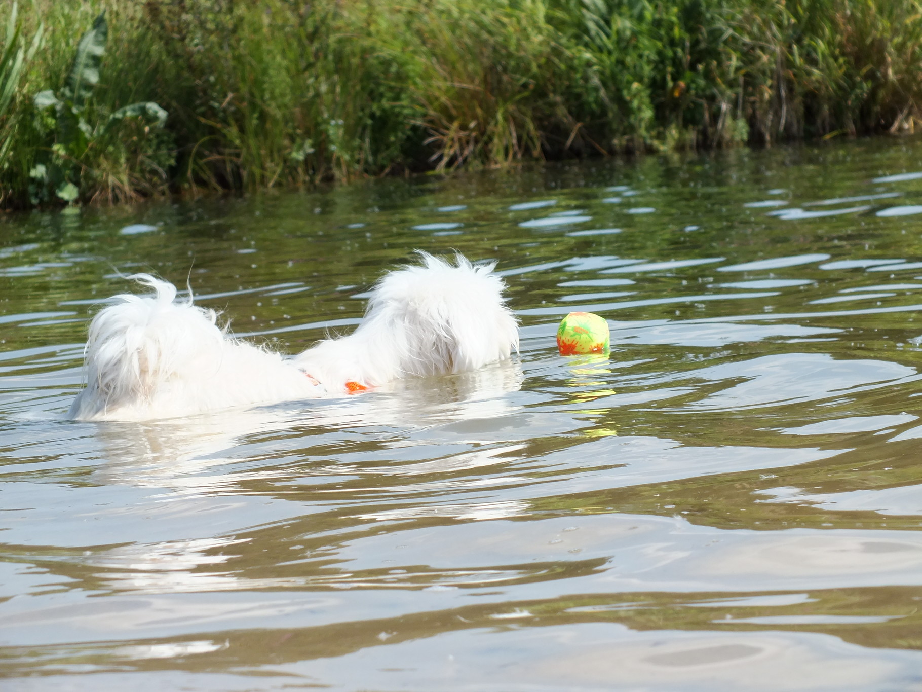 Lucy im Hasesee - Zwergkaninchen von Andrea aus Bramsche