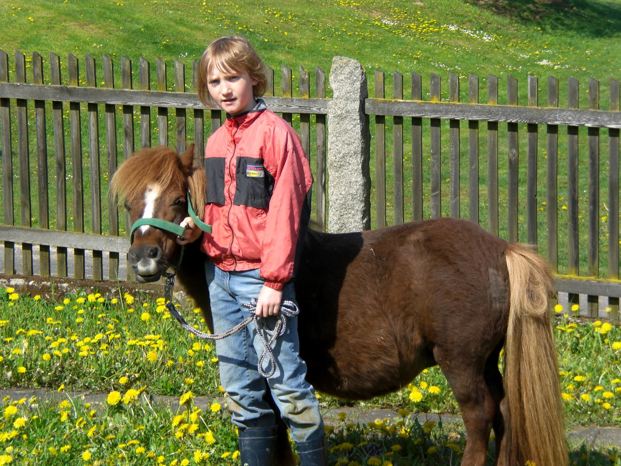 Miniponys - genau richtig für Kinder - Ferienbauernhof Bayern