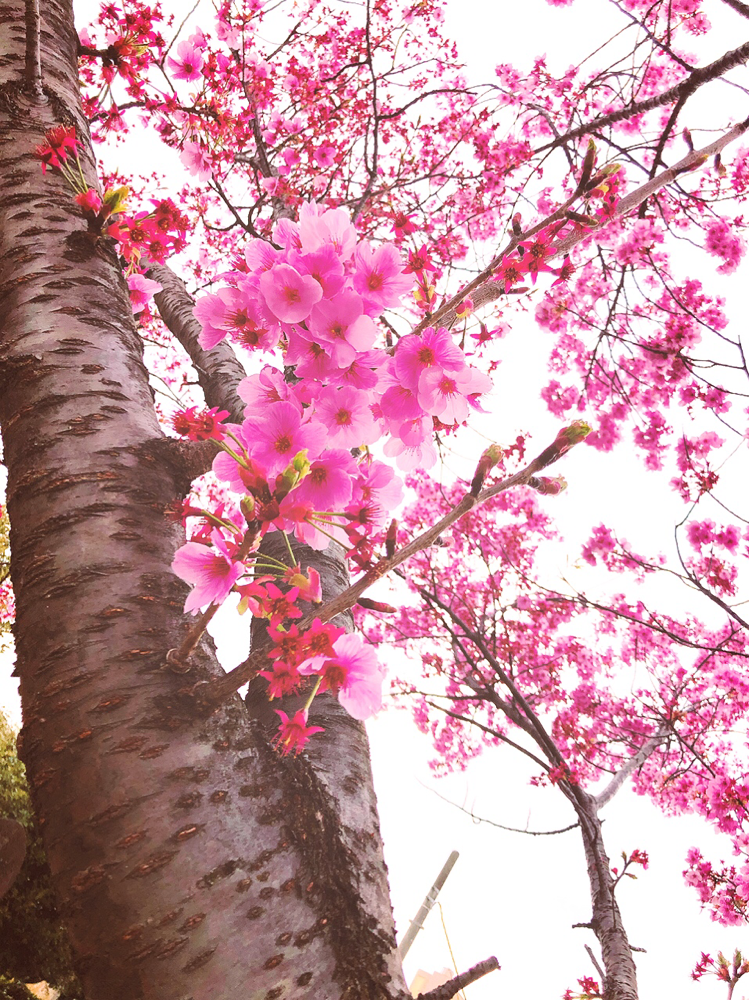 新年度 - lct-akiko ページ！