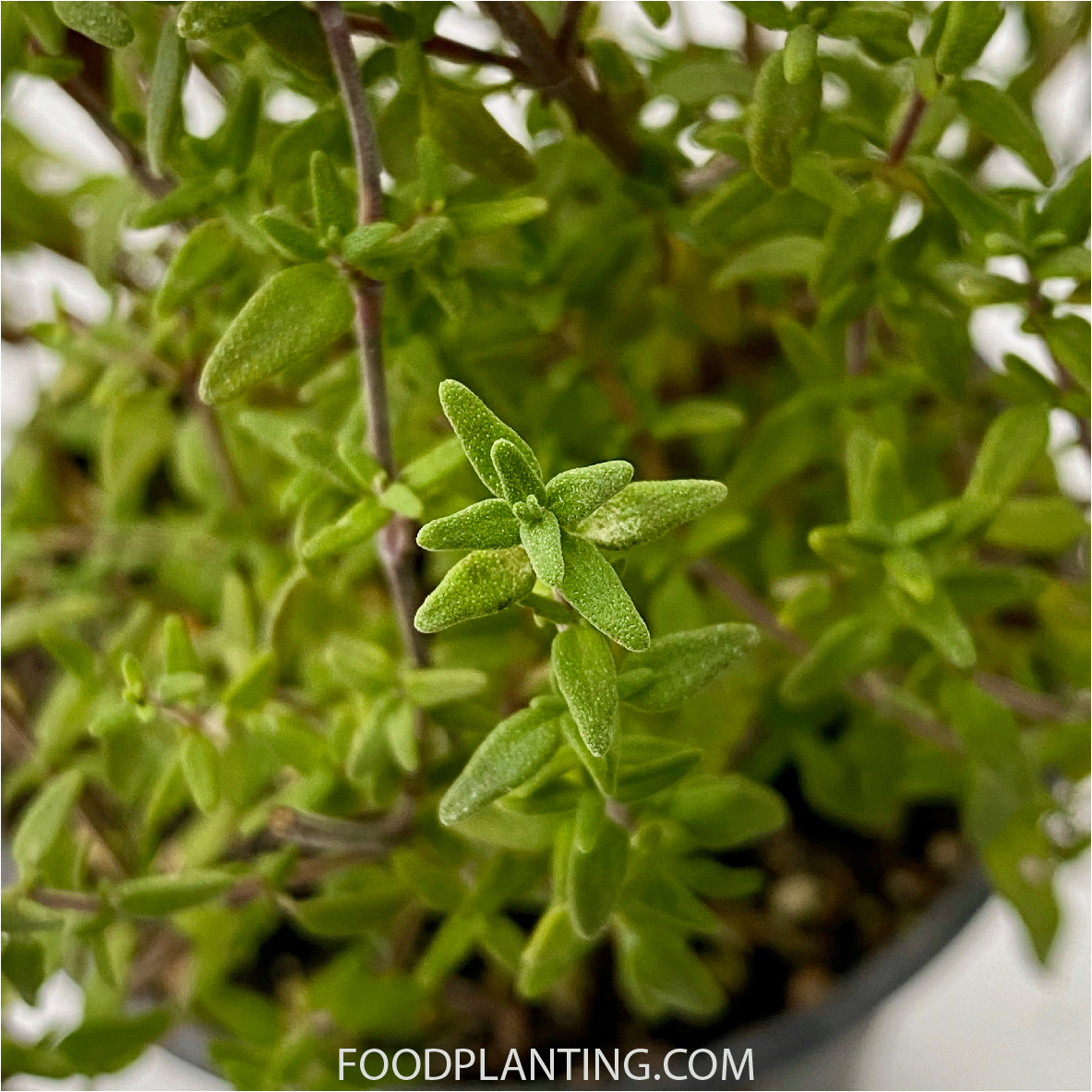 De kruidentuin: Het kweken van tijm (Thymus vulgaris) - foodplanting.com