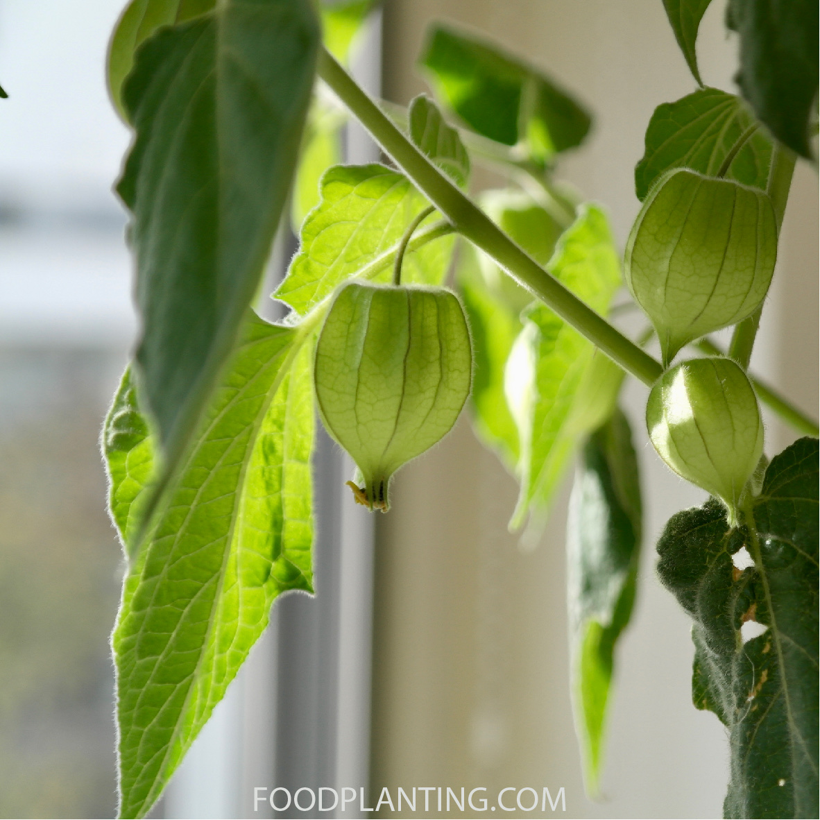 Goudbessen Binnen En Buiten Kweken - foodplanting.com