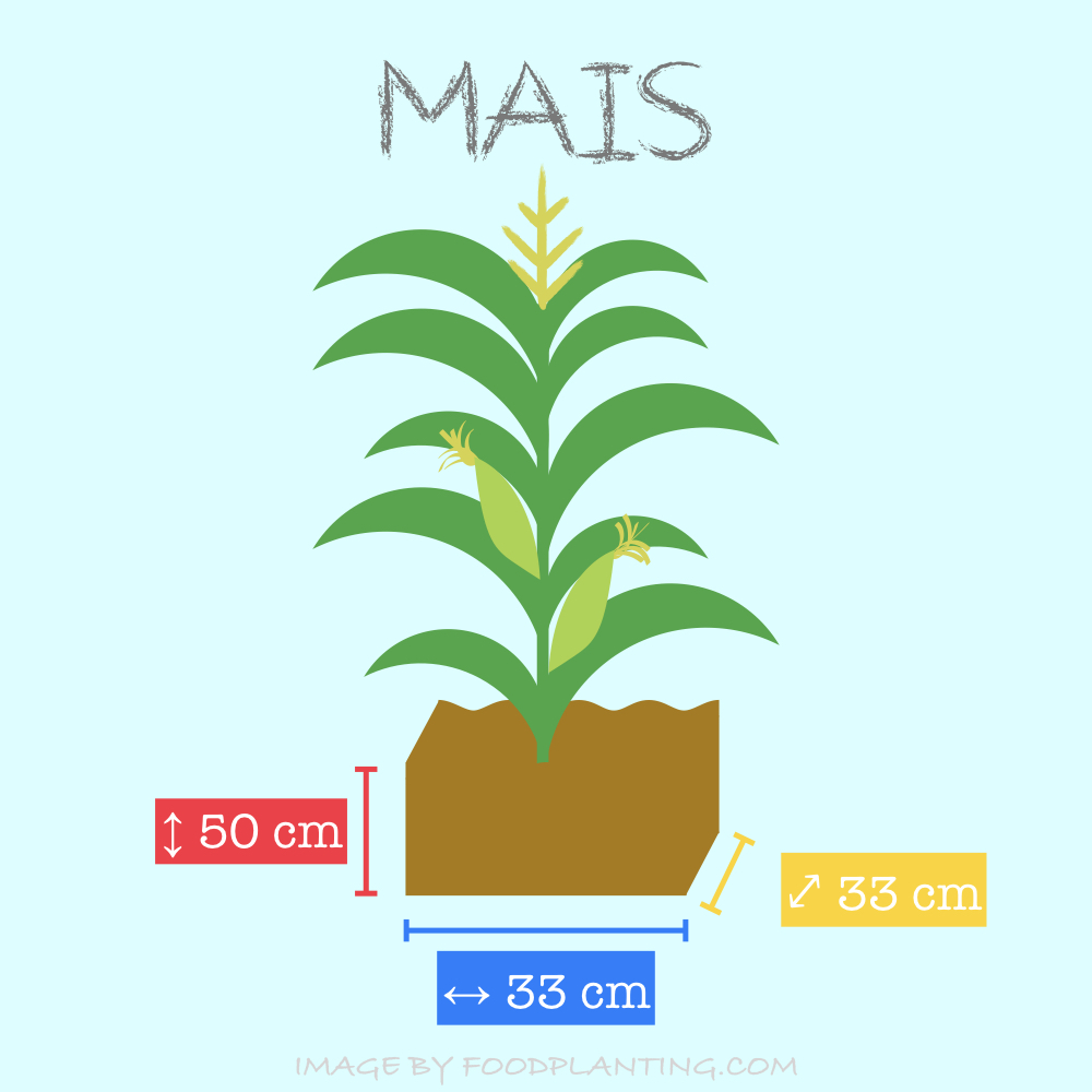 De Moestuin: De Juiste Plantafstand en Worteldiepte voor Maisplanten ...