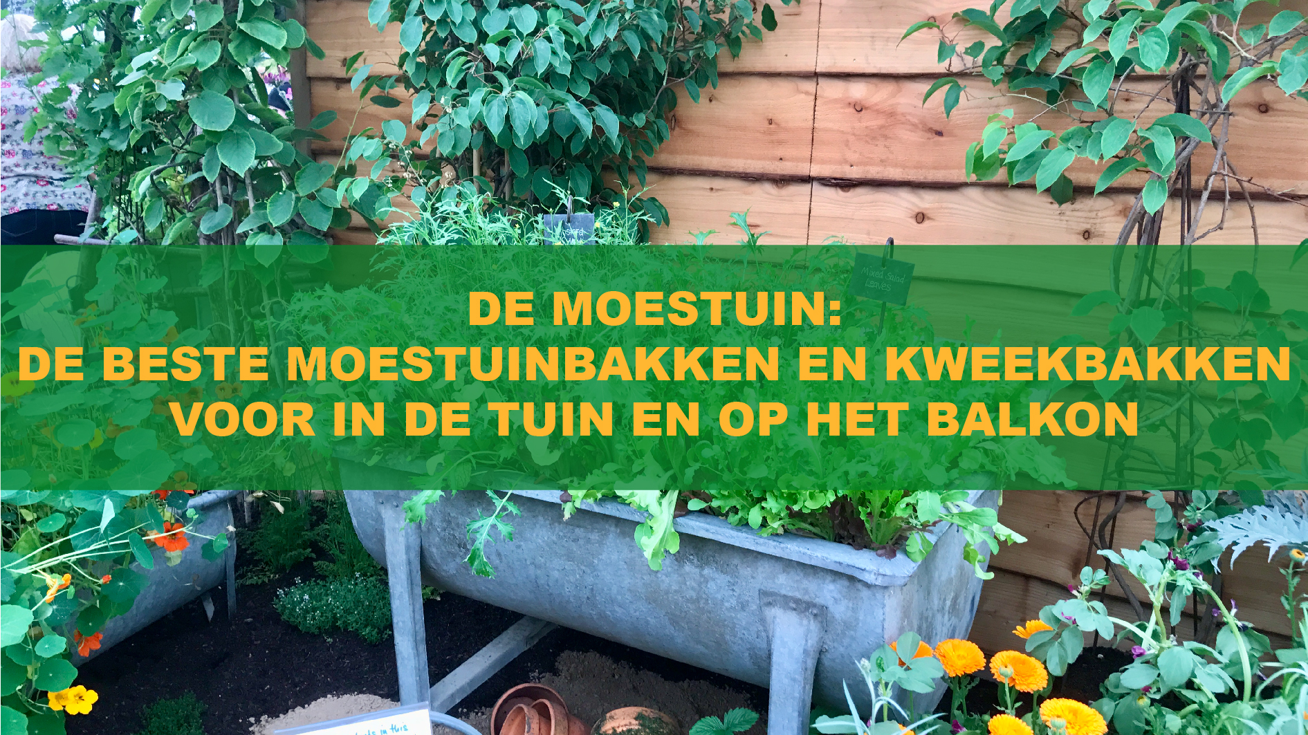 Tips (Vierkante Meter) Moestuinbak Kopen (+ De Beste Modellen) - foodplanting.com