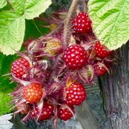 Zelf Bessen Kweken: De Beste Bessenstruiken Voor Tuin En Balkon ...
