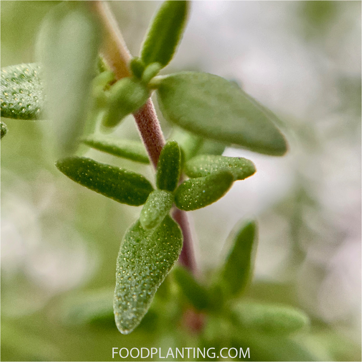 De kruidentuin: Het kweken van tijm (Thymus vulgaris) - foodplanting.com