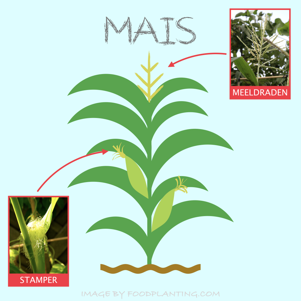 De Moestuin: De Juiste Plantafstand en Worteldiepte voor Maisplanten ...