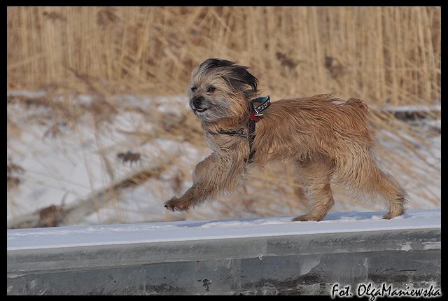 VIGO de la Colline aux Marmottes - extremebraveheart's JimdoPage!