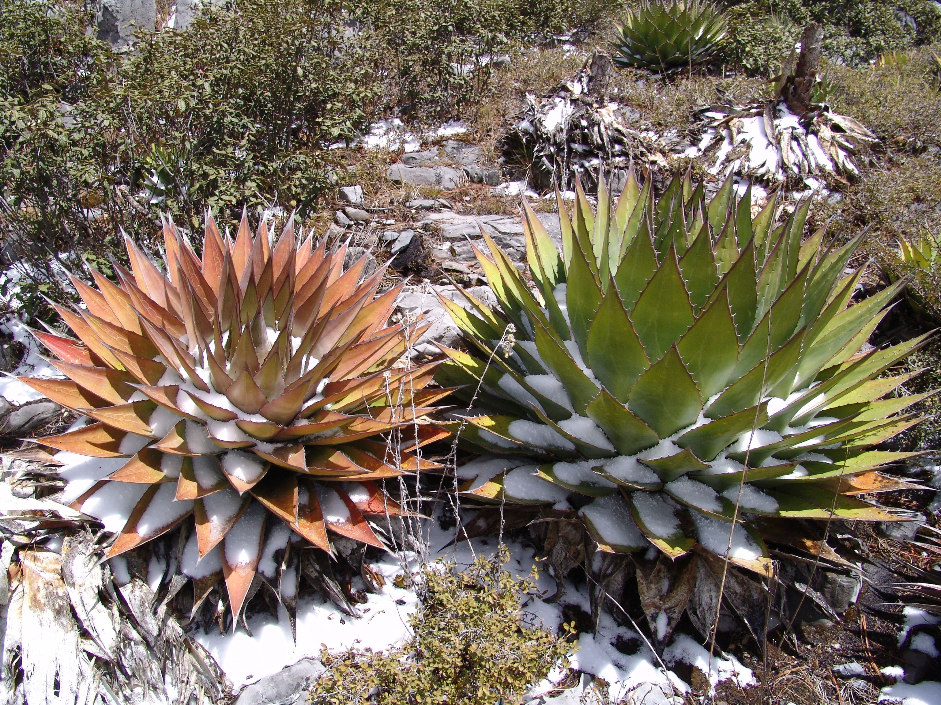 Agave - gartenyucca