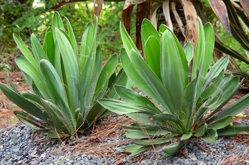 Yucca filamentosa - gartenyucca