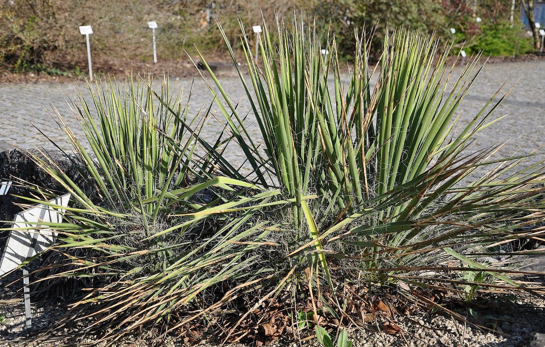 Yucca constricta - gartenyucca