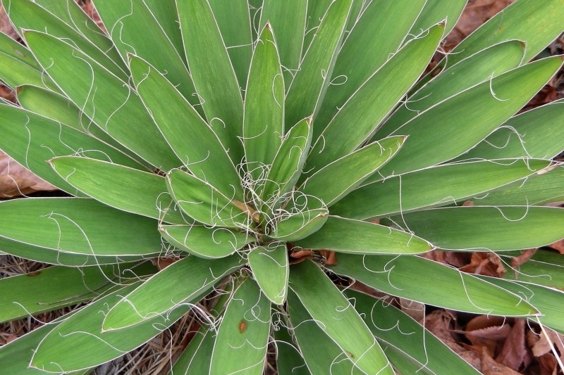 Yucca filamentosa - gartenyucca