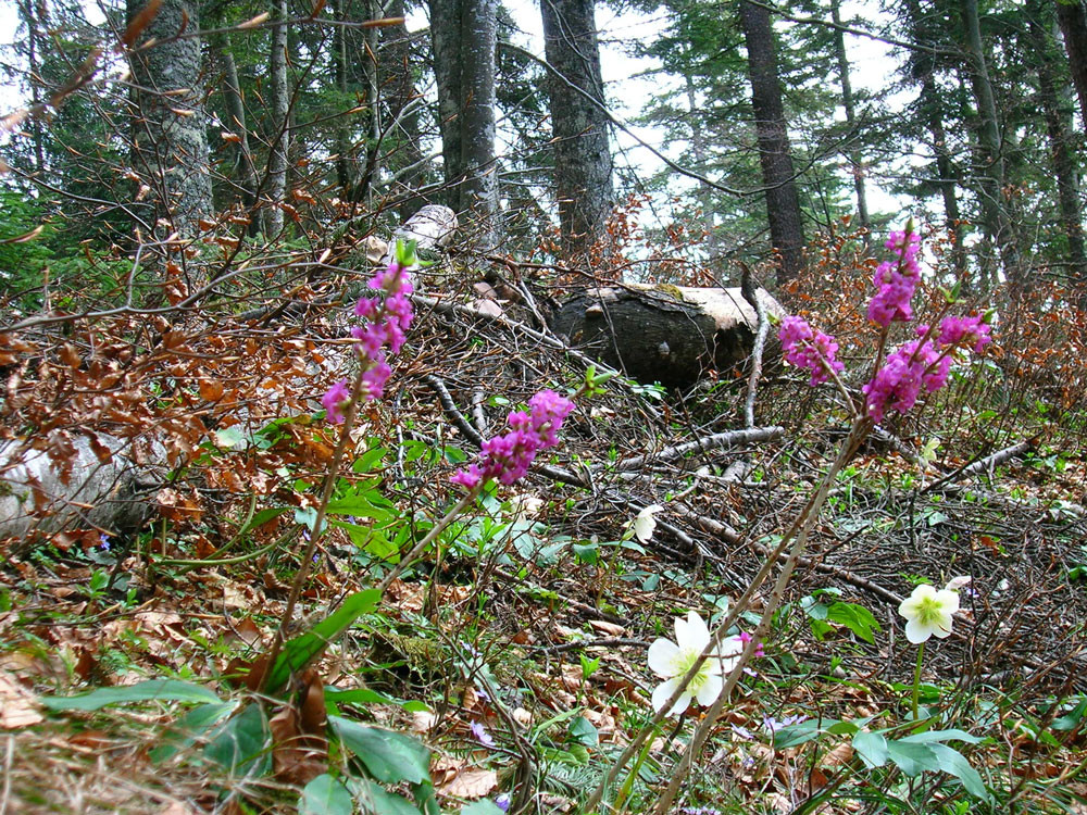 Erl Tirol Tourismus-Info - Erl - Passions- und Festspielort Erl in ...