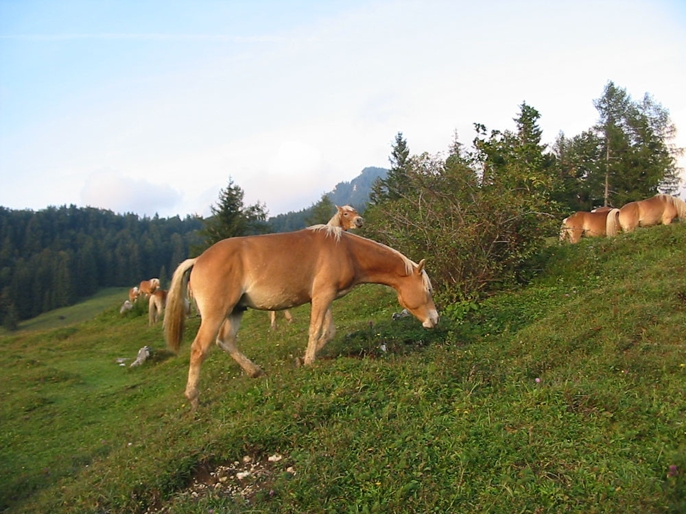 Erl Tirol Tourismus-Info - Erl - Passions- und Festspielort Erl in ...