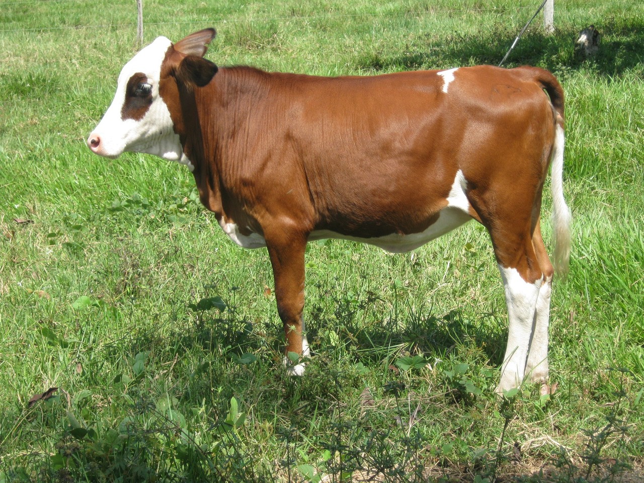 Montbeliarde en Colombia - Raza Montbeliarde