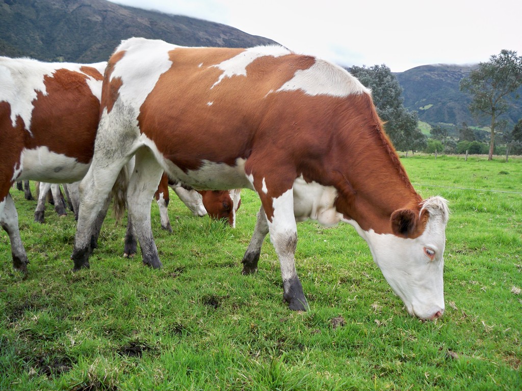RAZA MONTBELIARDE - Raza Montbeliarde