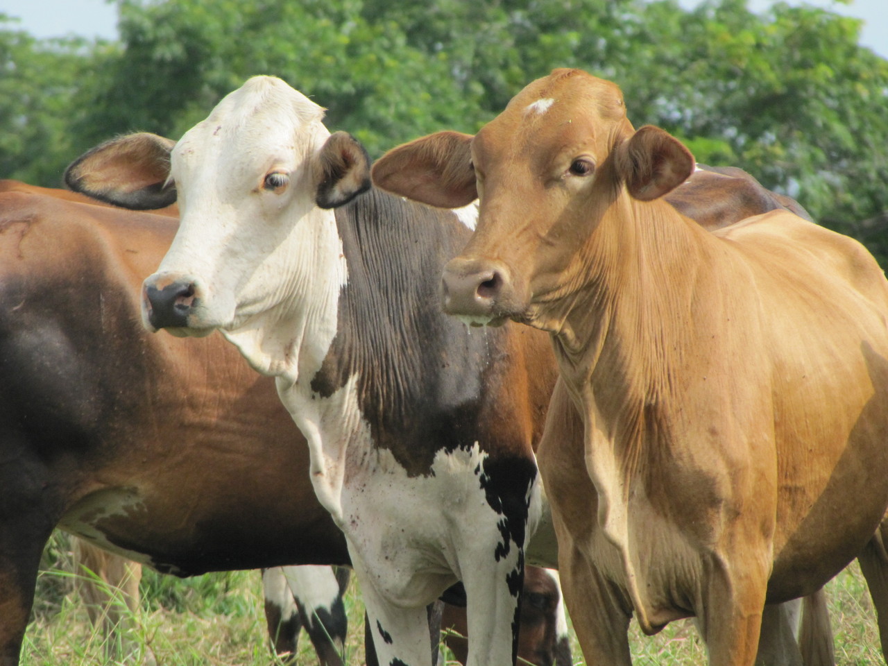 TOROS MONTBELIARDE-ALTA GENETICA :MAS LECHE Y MAS CARNE - Raza Montbeliarde