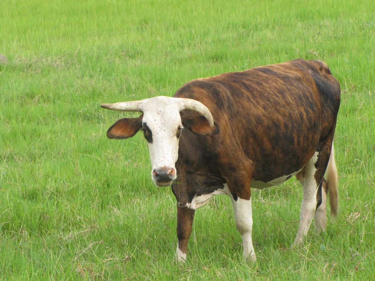 TOROS MONTBELIARDE-ALTA GENETICA :MAS LECHE Y MAS CARNE - Raza Montbeliarde