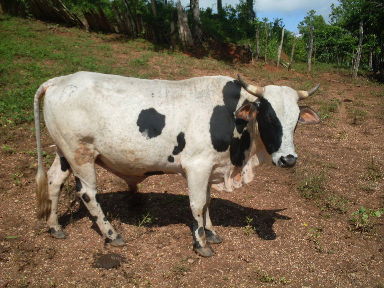 TOROS MONTBELIARDE-ALTA GENETICA :MAS LECHE Y MAS CARNE - Raza Montbeliarde