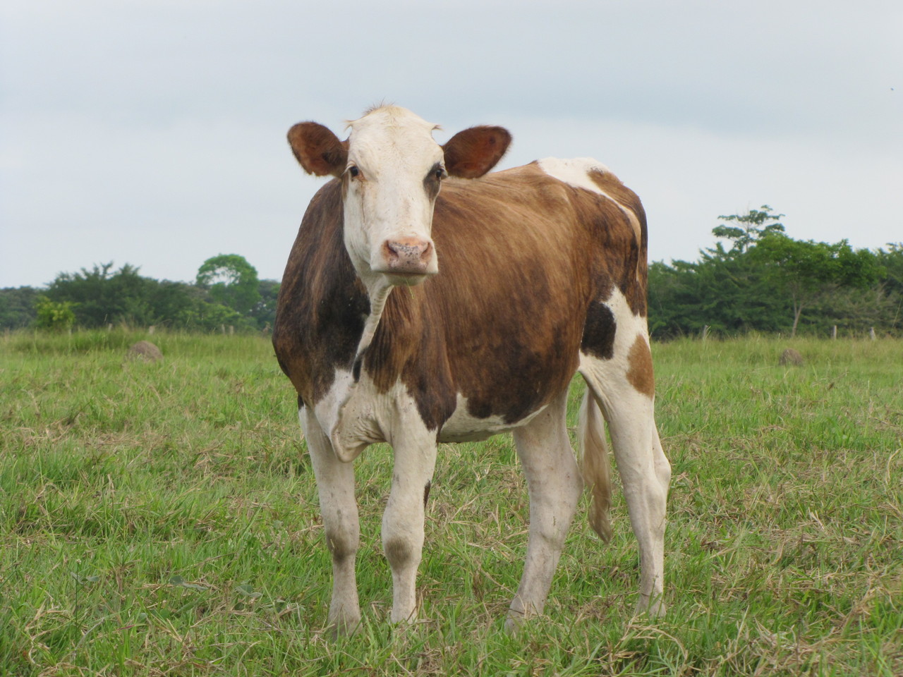 TOROS MONTBELIARDE-ALTA GENETICA :MAS LECHE Y MAS CARNE - Raza Montbeliarde