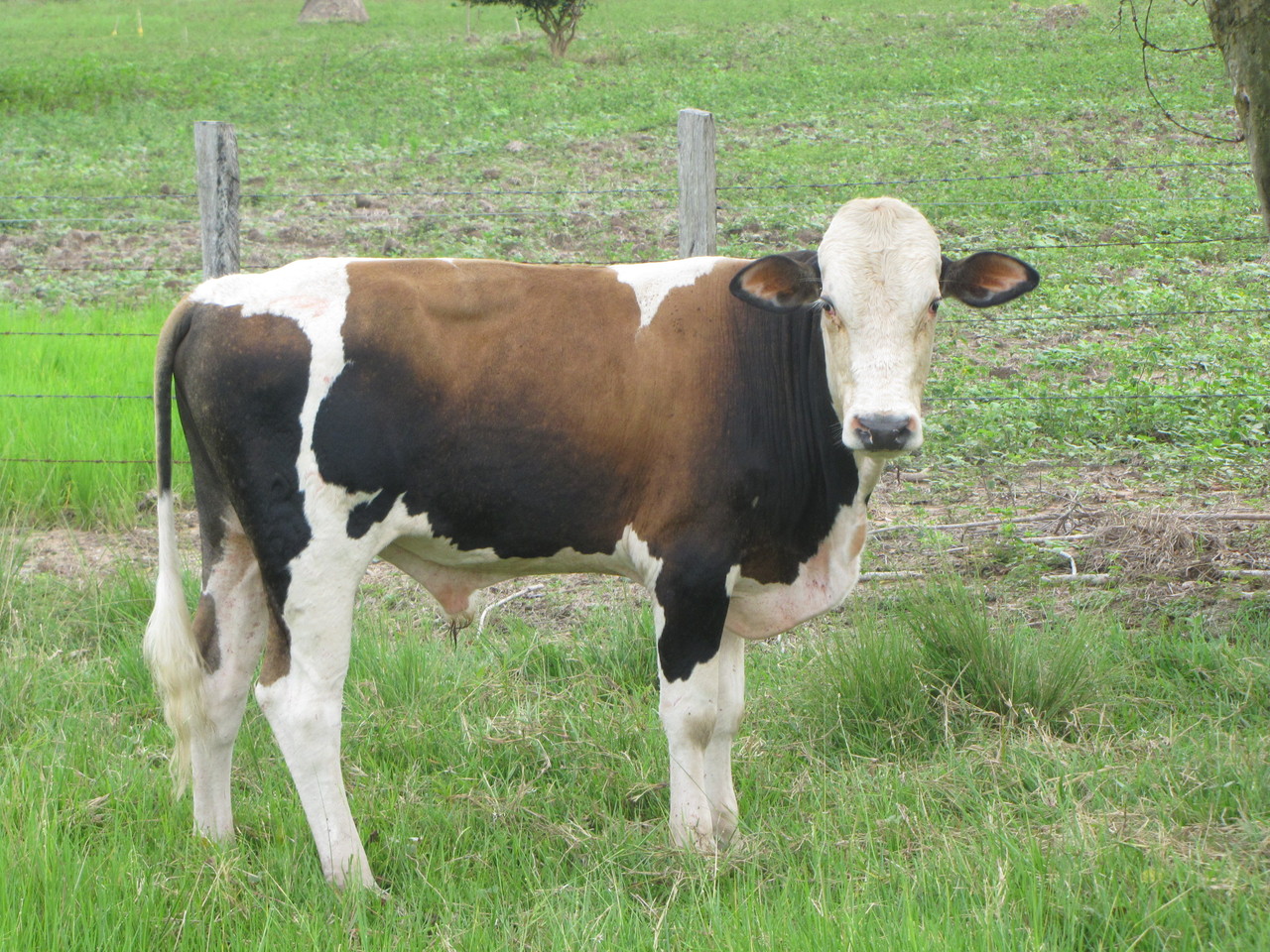TOROS MONTBELIARDE-ALTA GENETICA :MAS LECHE Y MAS CARNE - Raza Montbeliarde