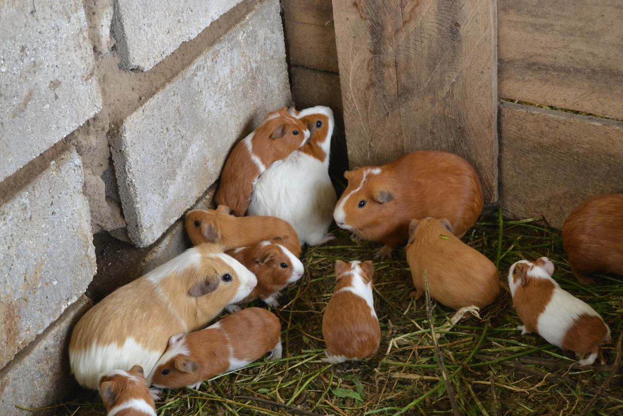 El cuy - Viajando por Latinoamérica- Zaigua Through the Americas