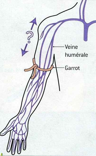 Chapitre 6: la circulation du sang - Site de cours de collège et lycée en SVT