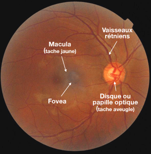 Partie I : de l'oeil au cerveau : quelques aspects de la vision - Site ...