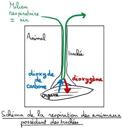 Chapitre 1: la respiration des êtres-vivants varie suivant les milieux ...