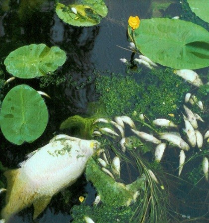 Chapitre 2: la respiration des être-vivants et les conditions du milieu ...