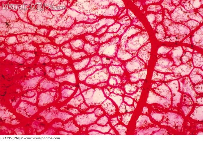 Chapitre 6: la circulation du sang - Site de cours de collège et lycée ...