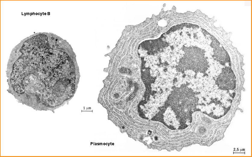 Les défenses immunitaires - Site de cours de collège et lycée en SVT