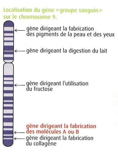 Chromosomes et information héréditaire - Site de cours de collège et ...