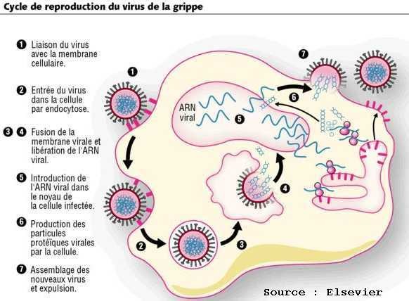 Risque infectieux et protection de l'organisme - Site de cours de ...
