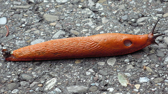 Chapitre 1: la respiration des êtres-vivants varie suivant les milieux ...