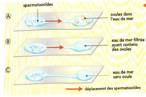 La reproduction sexuée animale et végétale - Site de cours de collège ...