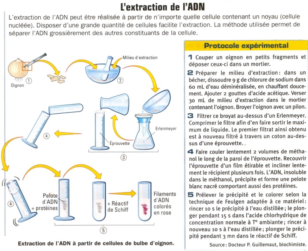 Une même espèce mais tous différents - Site de cours de collège et lycée en SVT