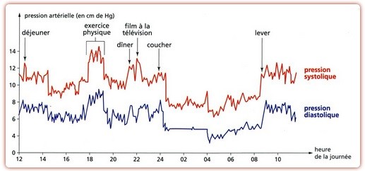 La boucle de régulation de la pression artérielle - Site de cours de ...