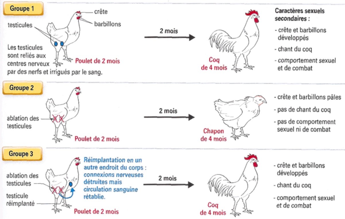 La communication hormonale au sein de l'organisme - Site de cours de ...