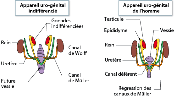 Système Reproducteur Mâle Et Femelle Devenir Une Femme, Devenir Un