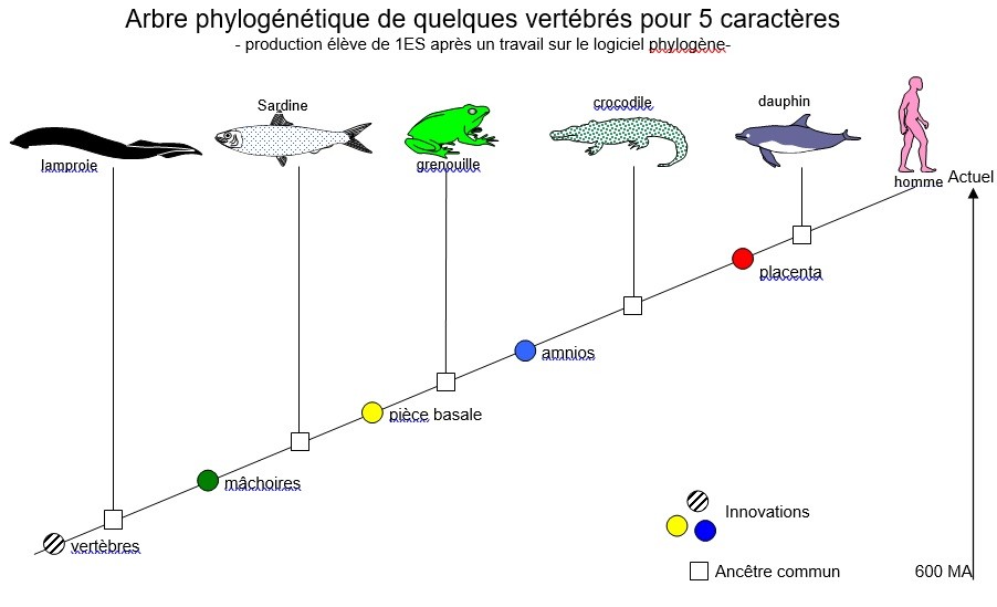 L'organisation et la diversité du vivant - Site de cours de collège et ...