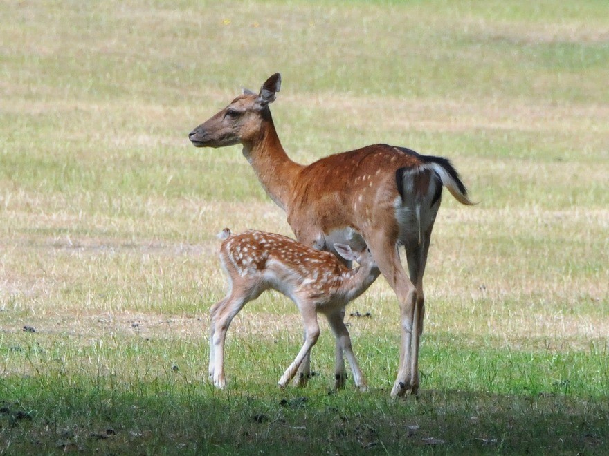 La reproduction sexuée animale et végétale - Site de cours de collège ...