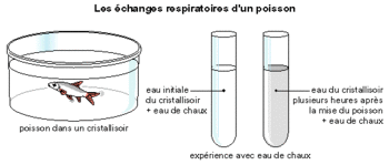 Chapitre 1: la respiration des êtres-vivants varie suivant les milieux ...