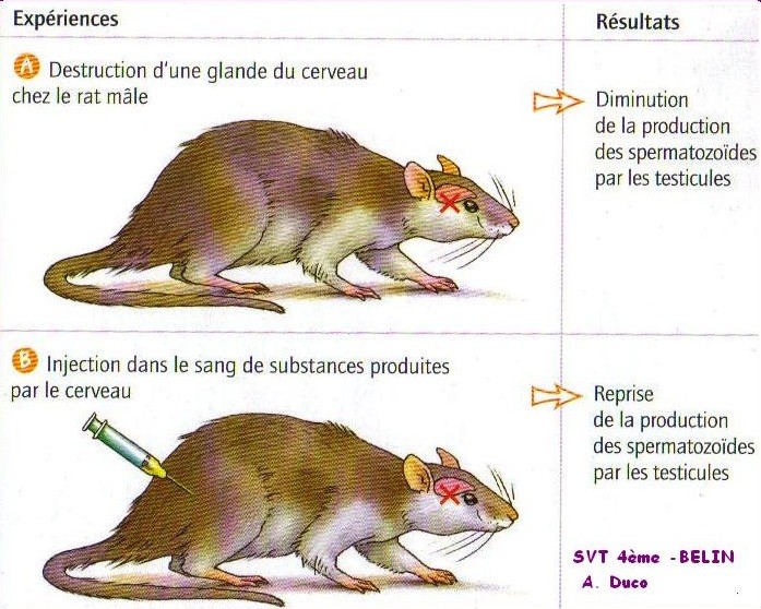 La communication hormonale au sein de l'organisme - Site de cours de ...