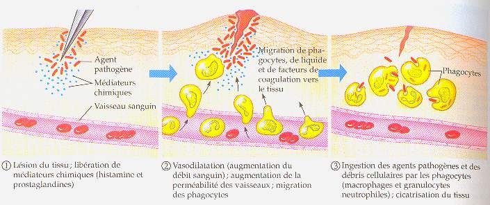 Les défenses immunitaires - Site de cours de collège et lycée en SVT
