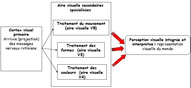 La chimie de la vision et ses perturbations - Site de cours de collège ...