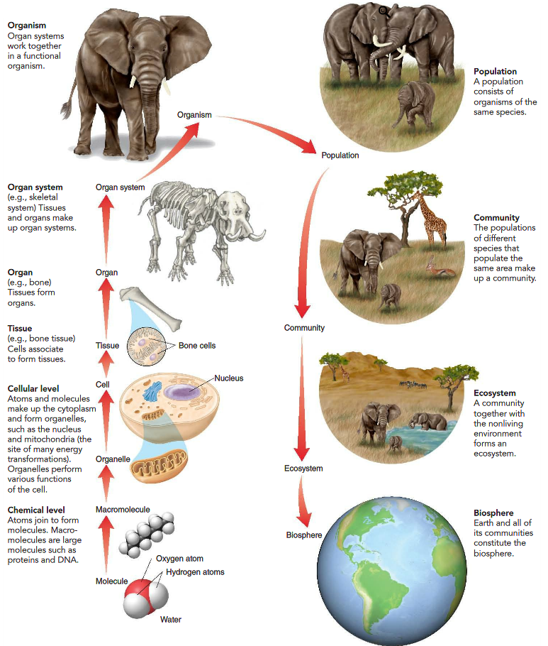 L'unité chimique et structurale du vivant - Site de cours de collège et ...