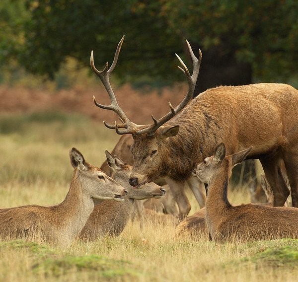 La reproduction sexuée animale et végétale - Site de cours de collège ...