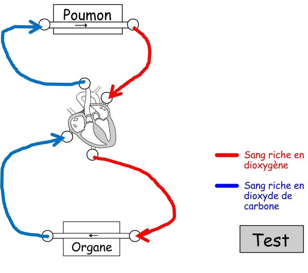 Correction du travail sur la circulation sanguine - Site de cours de ...
