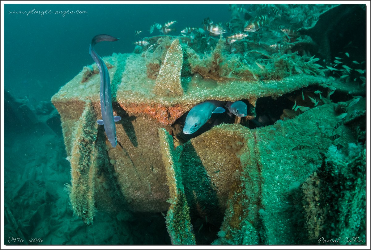 LE U-976 - www.plongee-anges.com